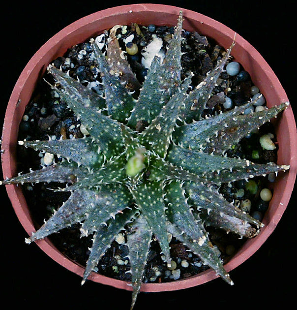 Aloe 'Pepe' – Tropiflora