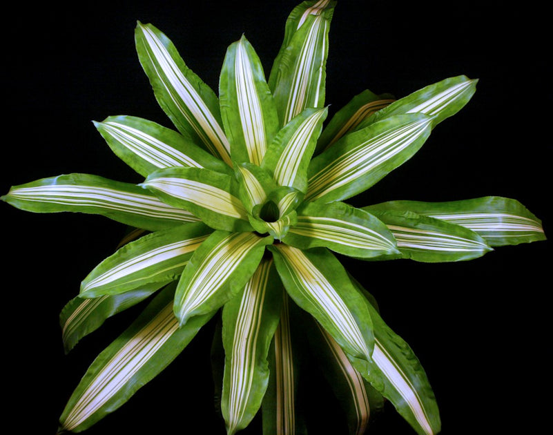 Nidularium innocentii 'Bahia Variegated' – Tropiflora