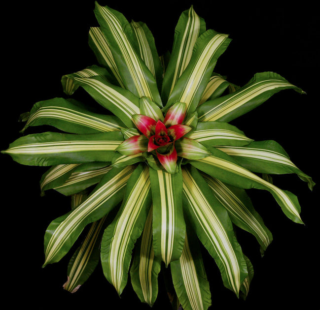 Nidularium innocentii 'Bahia Variegated' – Tropiflora