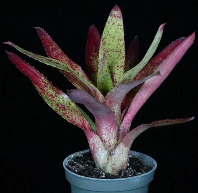 Neoregelia 'Sweet Nellie' – Tropiflora