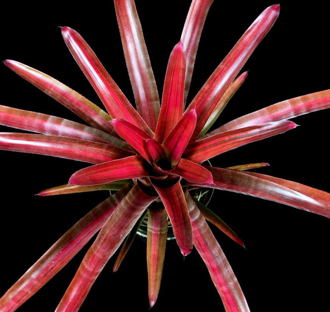 Neoregelia cruenta rubra variegated – Tropiflora