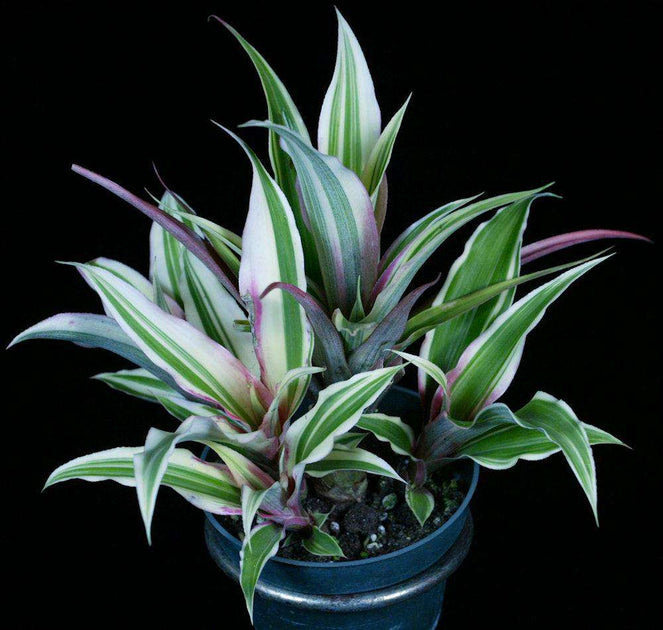 Cryptanthus osiris 'Rainbow Star' – Tropiflora