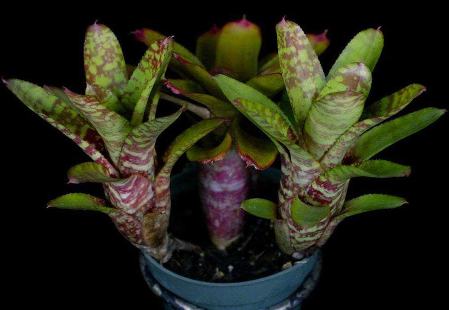 Neoregelia 'Wild Tiger' – Tropiflora