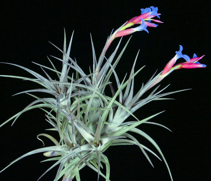 Tillandsia jonesii – Tropiflora