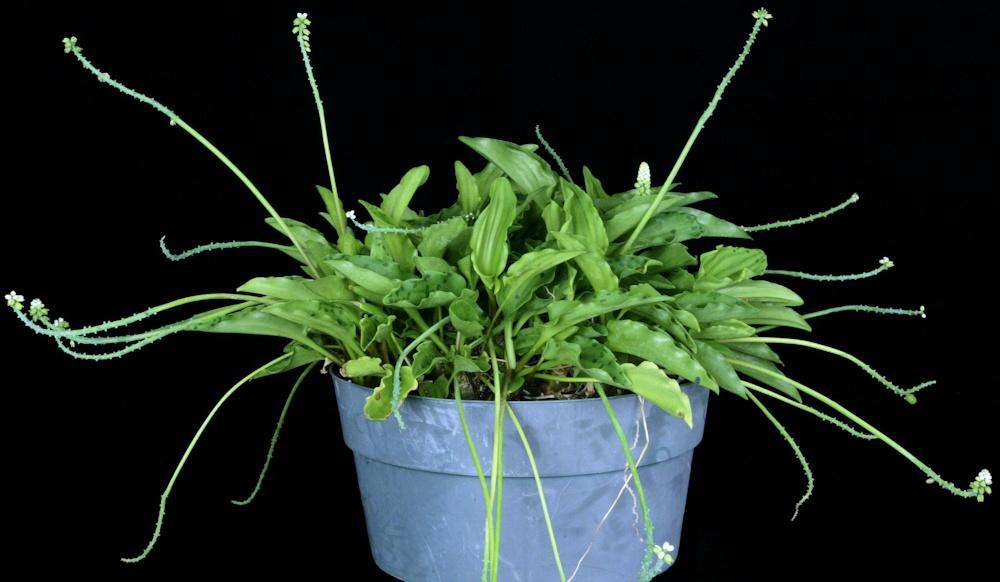 Drimiopsis maculata – Tropiflora