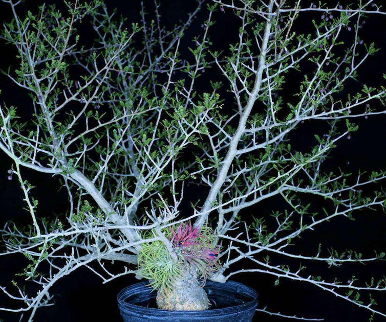 Bursera microphylla – Tropiflora