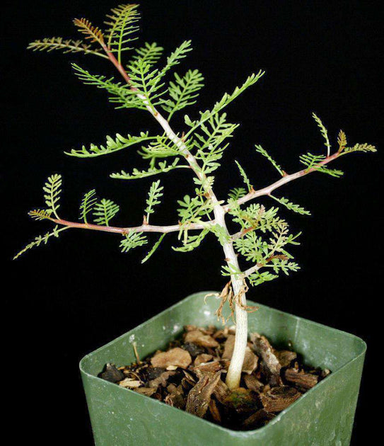 Bursera microphylla – Tropiflora