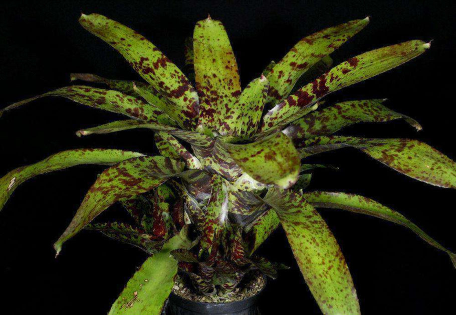 Neoregelia 'Leopard Ray' – Tropiflora