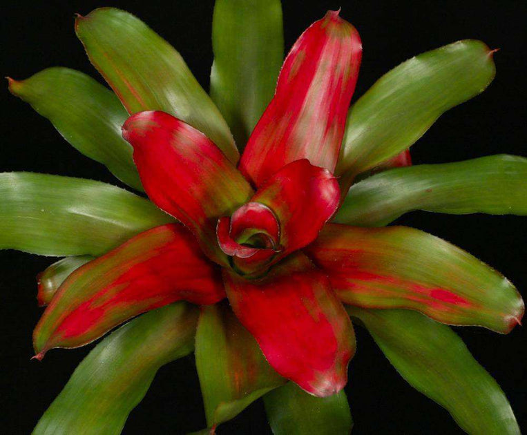 BROMELIADS – Tropiflora