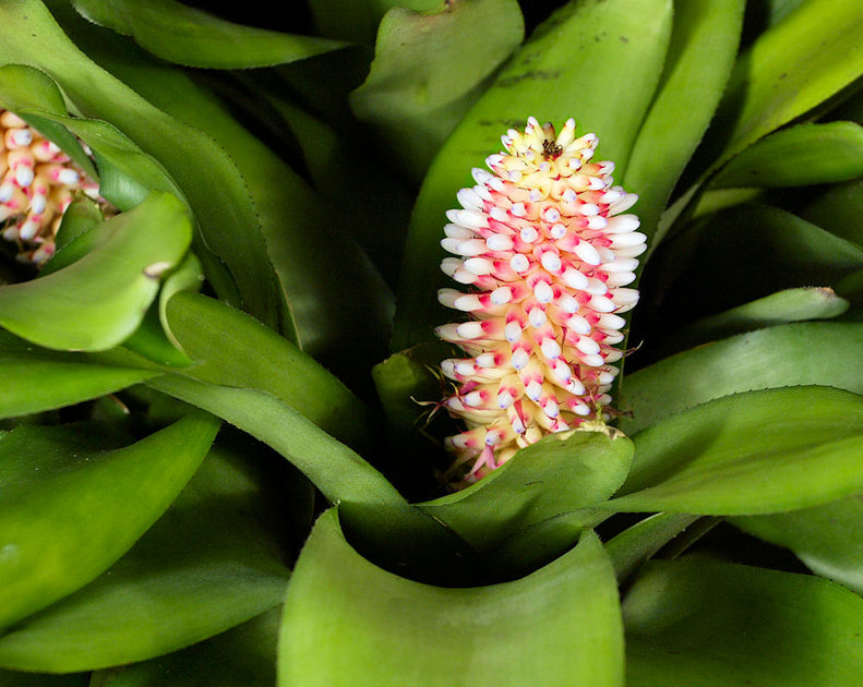 Aechmea cylindrata (Leme) – Tropiflora