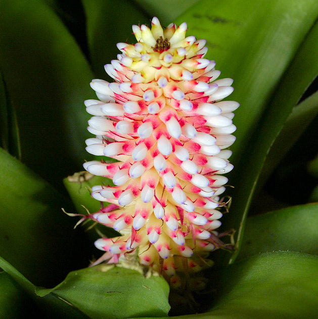 Aechmea cylindrata (Leme) – Tropiflora