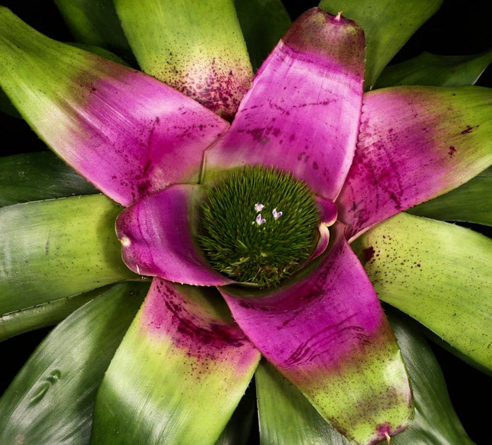 Neoregelia 'Blue Bullis' – Tropiflora