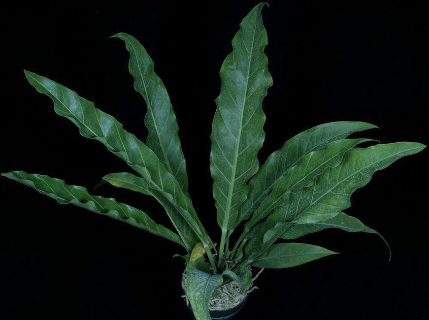 Anthurium 'Red Bird' – Tropiflora
