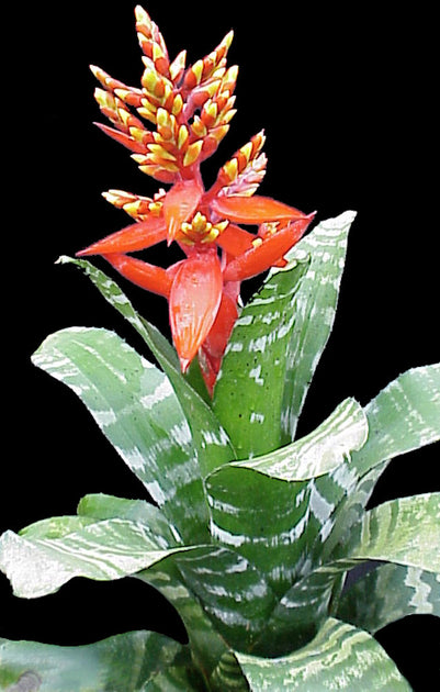 Aechmea chantinii – Tropiflora