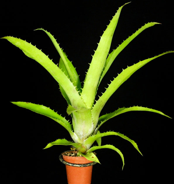 Aechmea bracteata – Tropiflora