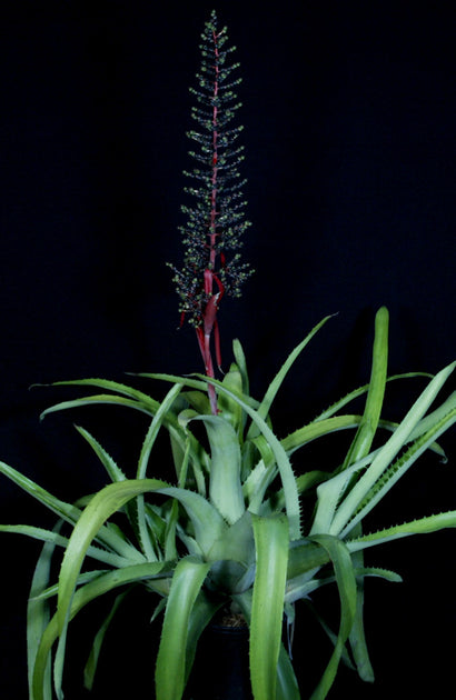 Aechmea bracteata – Tropiflora