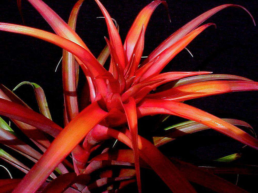 Tillandsia capitata 'Rubra' – Tropiflora