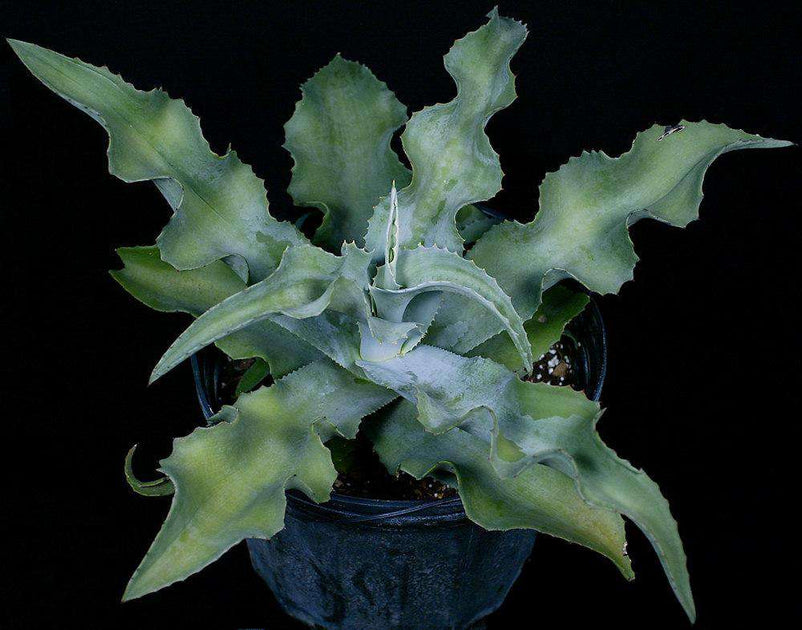 Agave gypsophila 'Blue Wave' – Tropiflora