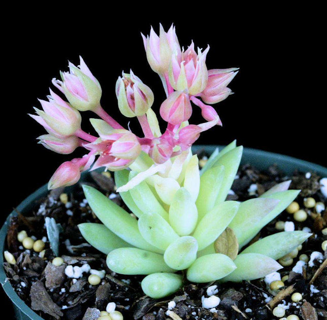 x Sedeveria 'Harry Butterfield' – Tropiflora
