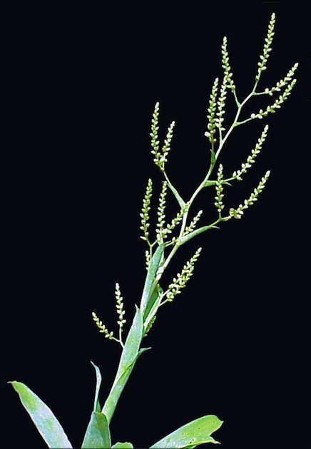 Catopsis morreniana – Tropiflora