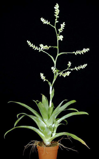 Catopsis morreniana – Tropiflora