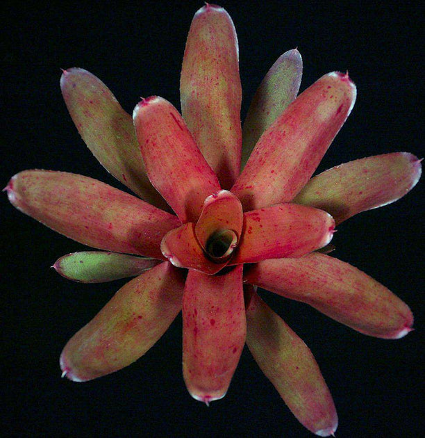 Neoregelia 'Moulten Lava' – Tropiflora