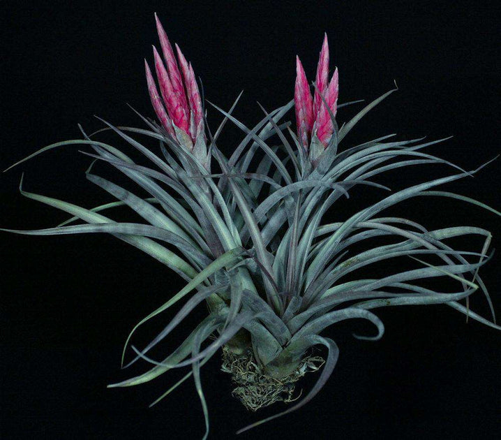 Tillandsia 'Tropiflora' x chiapensis