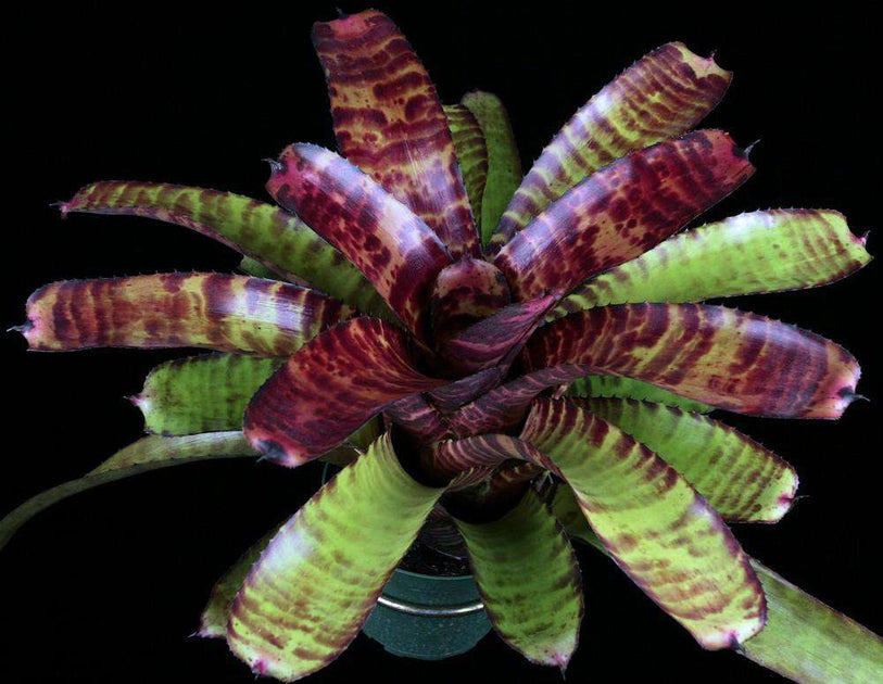 Neoregelia 'Royal Tiger' – Tropiflora