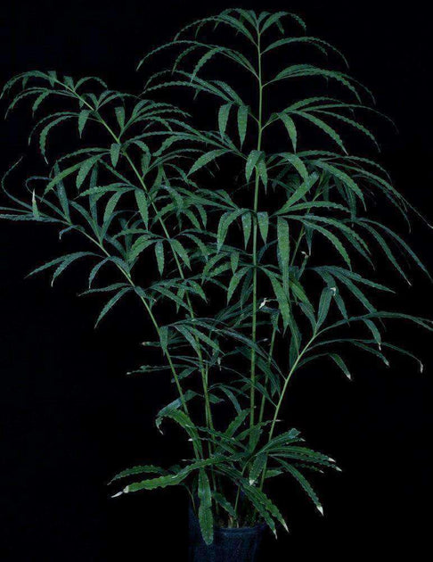 Cycas debaoensis – Tropiflora