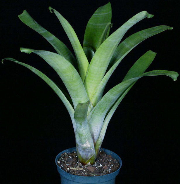 Alcantarea extensa – Tropiflora