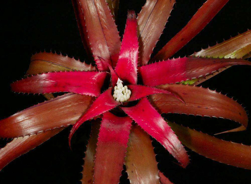 Hylaeaicum 'Brown Recluse' – Tropiflora