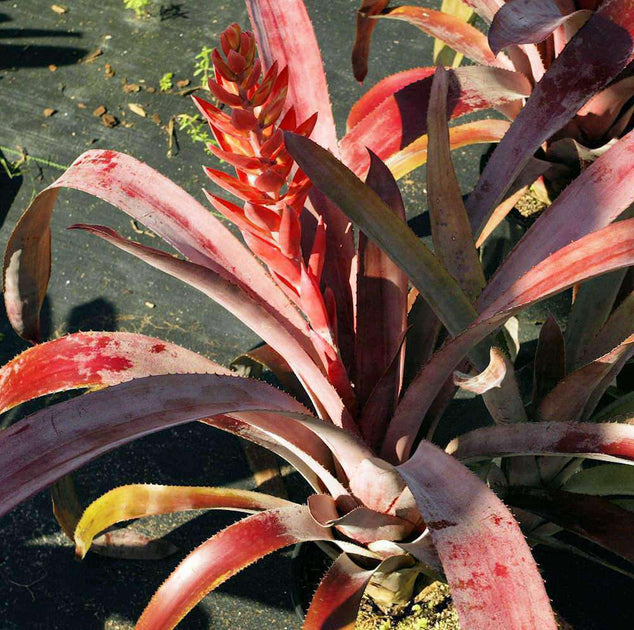 Aechmea 'Tropic Torch Red' – Tropiflora