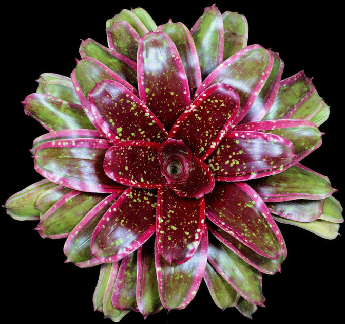 Neoregelia 'Swanky' – Tropiflora