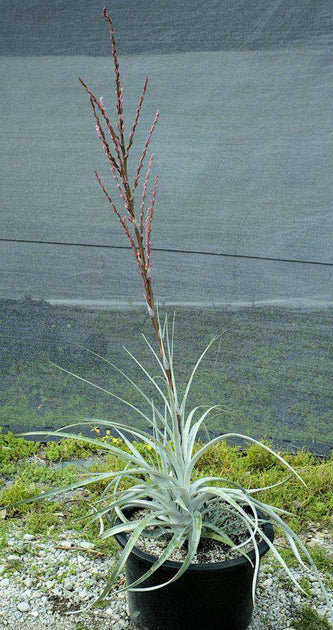 BROMELIADS – Tropiflora