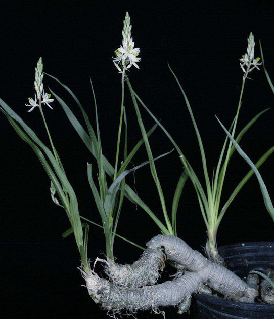 Trachyandra saltii – Tropiflora