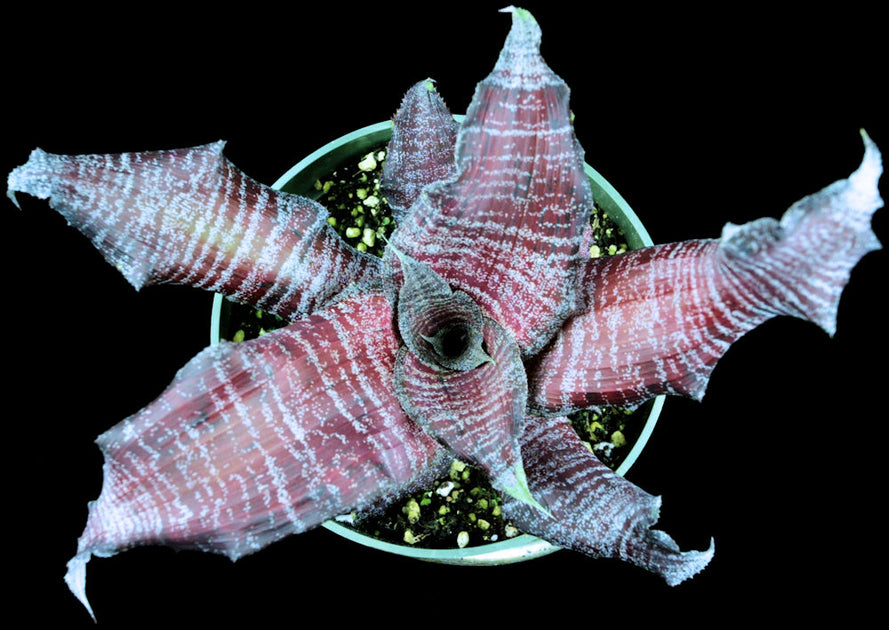 Cryptanthus 'Ruby Slippers' – Tropiflora