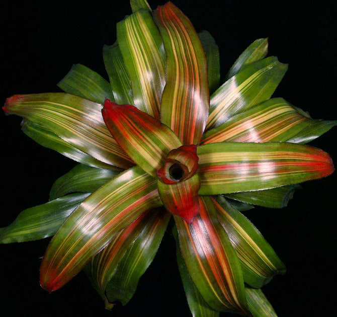 Neoregelia 'Tangerine' variegated – Tropiflora