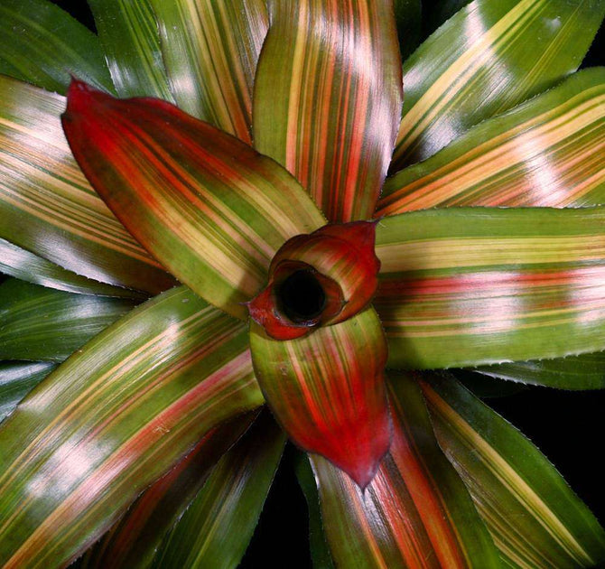 Neoregelia 'Tangerine' variegated – Tropiflora