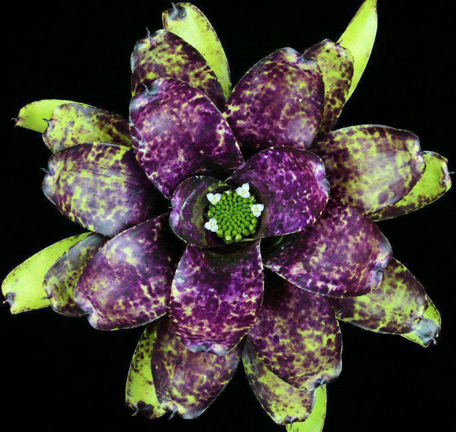 Neoregelia 'Blueberry Pie' – Tropiflora