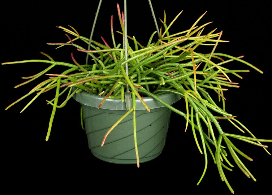 Rhipsalis baccifera ssp. mauritiana 'Ferrari' – Tropiflora