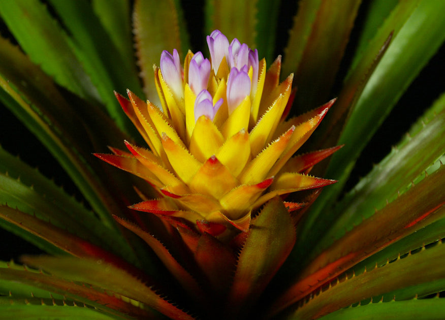 Aechmea biflora – Tropiflora
