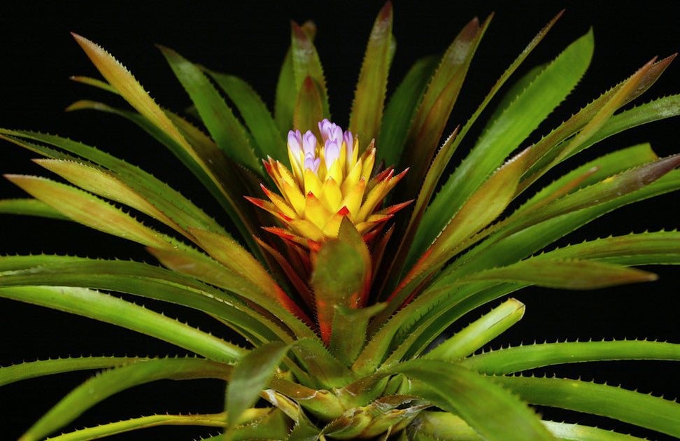 Aechmea biflora – Tropiflora