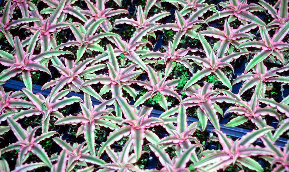 Cryptanthus 'Pink Starlite' – Tropiflora