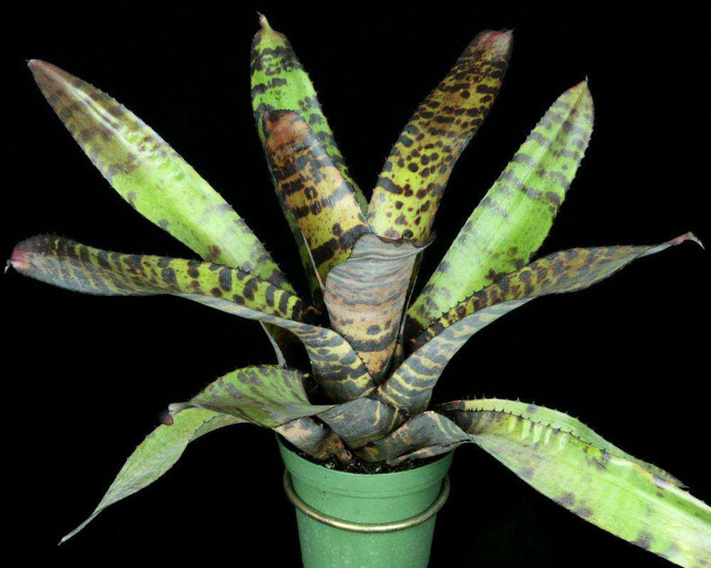 Neoregelia 'Tubby Tiger' – Tropiflora