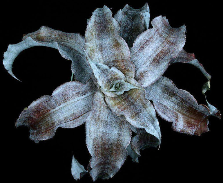 Cryptanthus 'Fifty Shades of Grey' – Tropiflora