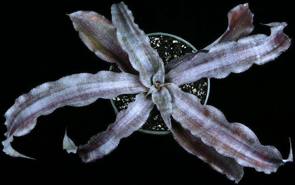 Cryptanthus 'Fifty Shades of Grey' – Tropiflora