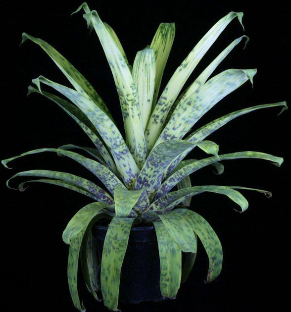 Goudaea ospinae var. gruberi – Tropiflora