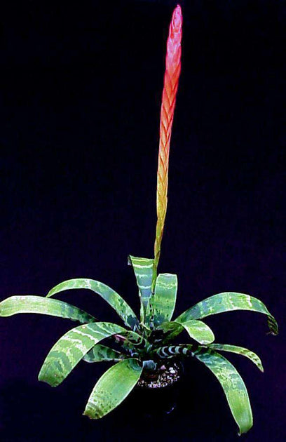 BROMELIADS – Tagged "VRIESEA" – Tropiflora