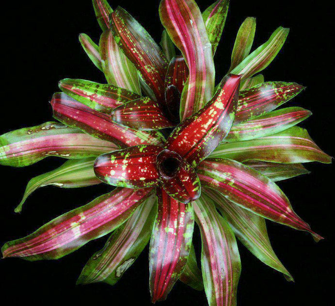 Neoregelia 'Blazing Fire' – Tropiflora