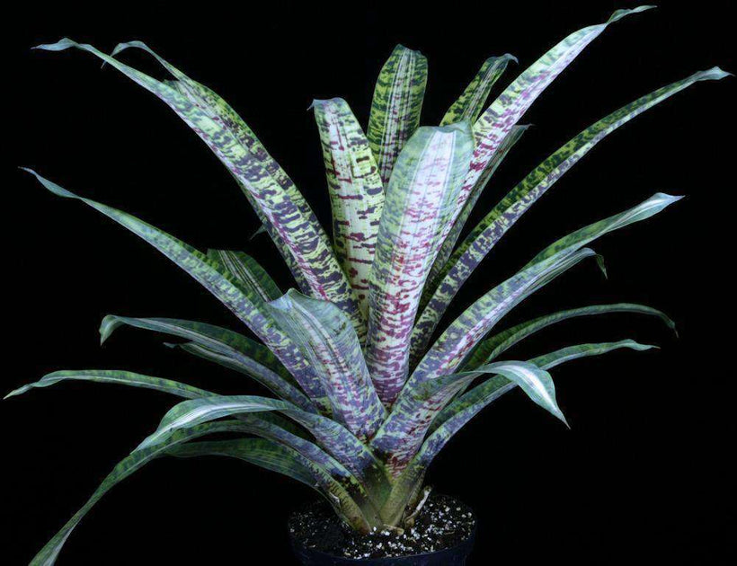 Goudaea 'Ocean Mist' – Tropiflora